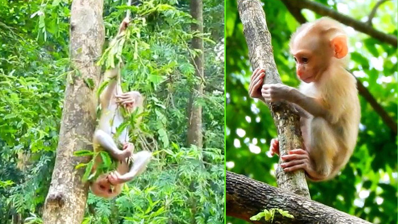 So happy baby Lucy!! Lucy is having fun, Lucy learn to climb trees ...