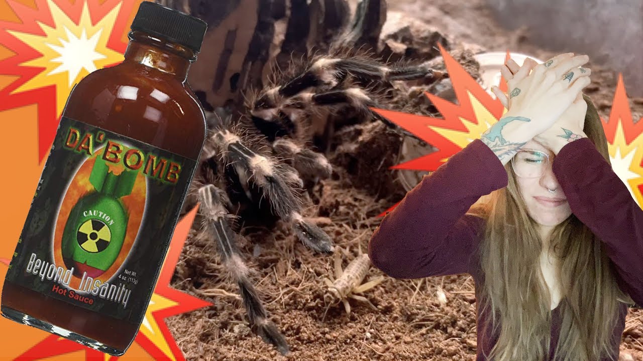 the dark den made me do it .. SPICIEST tarantula feeding EVER - YouTube