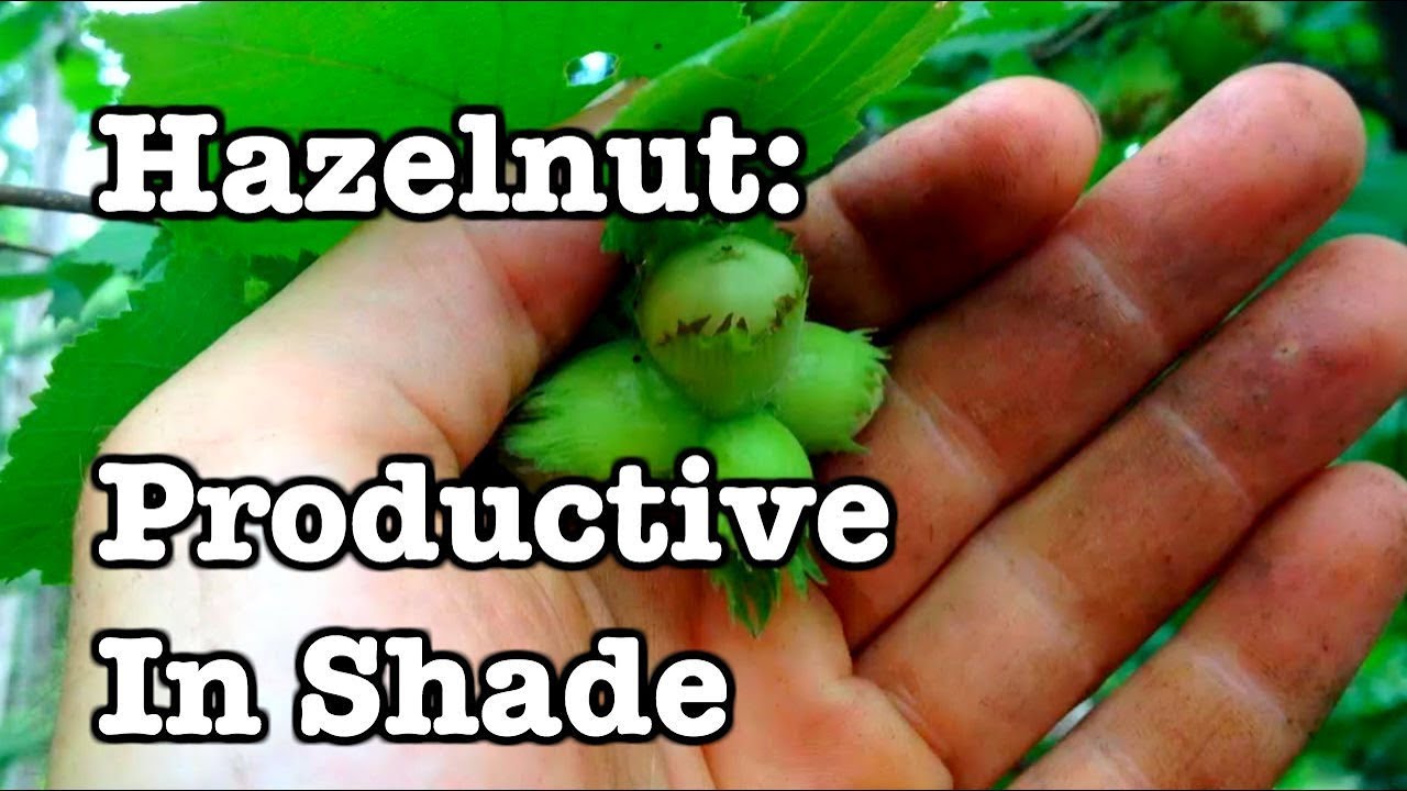 Hazelnut - Productive in Part Shade - YouTube