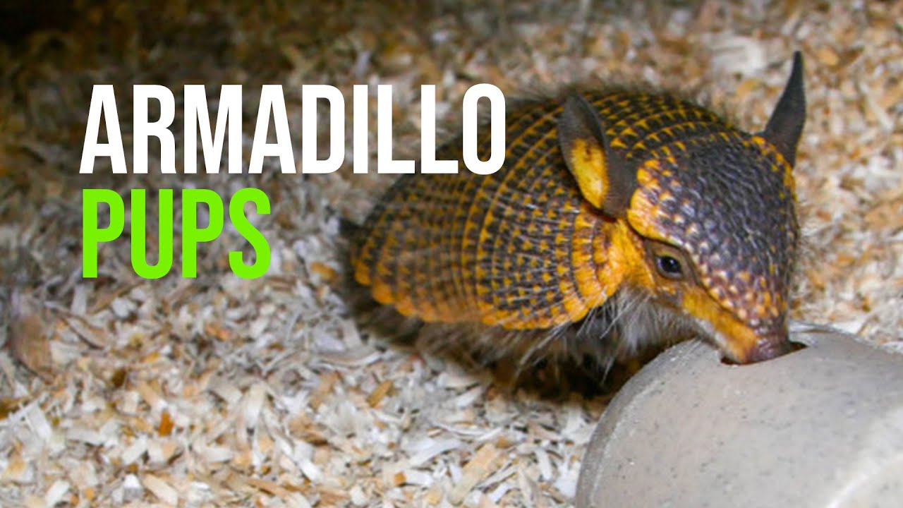 Audubon Zoo Welcomes Screaming Hairy Armadillo Pups - YouTube