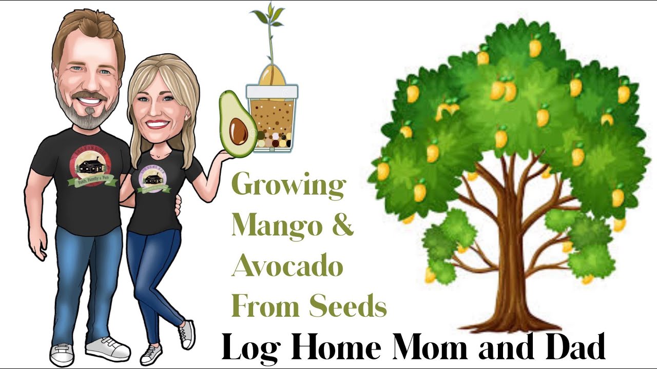 How to grow a Mango and Avocado Trees from seeds - YouTube