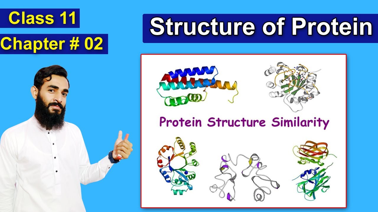 Structure of Protein Class 11 Biology | Structure & Classification of ...