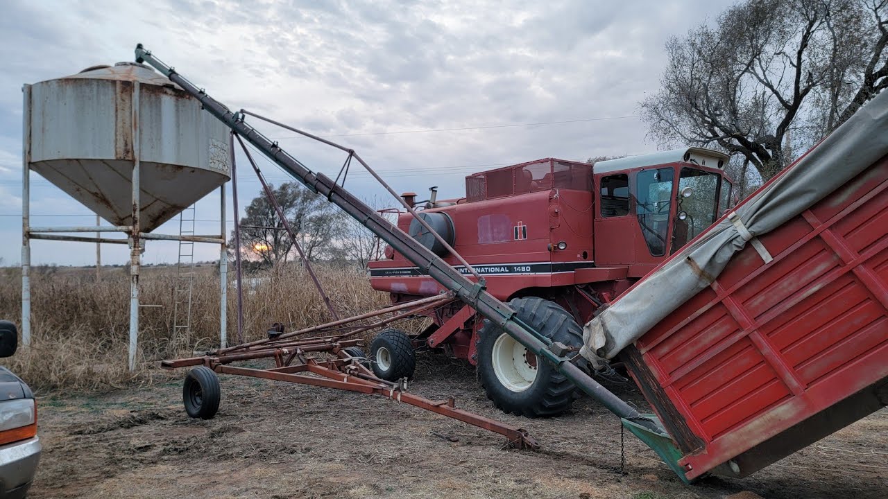 2025 Milo Harvest - YouTube