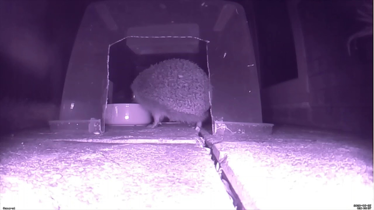 Hedgehog Cam - 25/06/2020 - YouTube