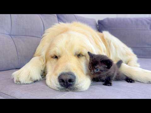 Tiny Kitten Tries to Make Friends with a Giant Golden Retriever… What Happens Next Is Adorable!