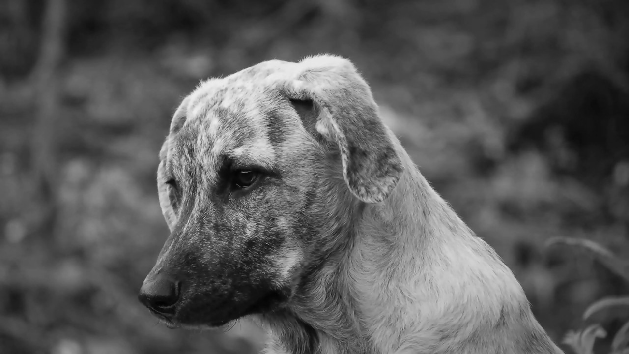 dog-video-4k-ultra-hd-high-definition-testing-video-4k-testing