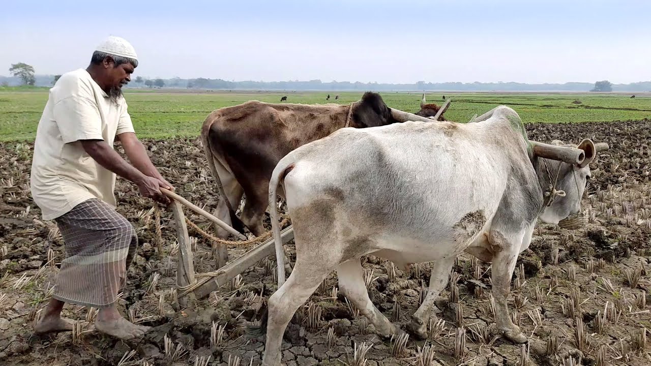 Bullock Ploughing Land Old Tradition system | Cow Videos | Village ...