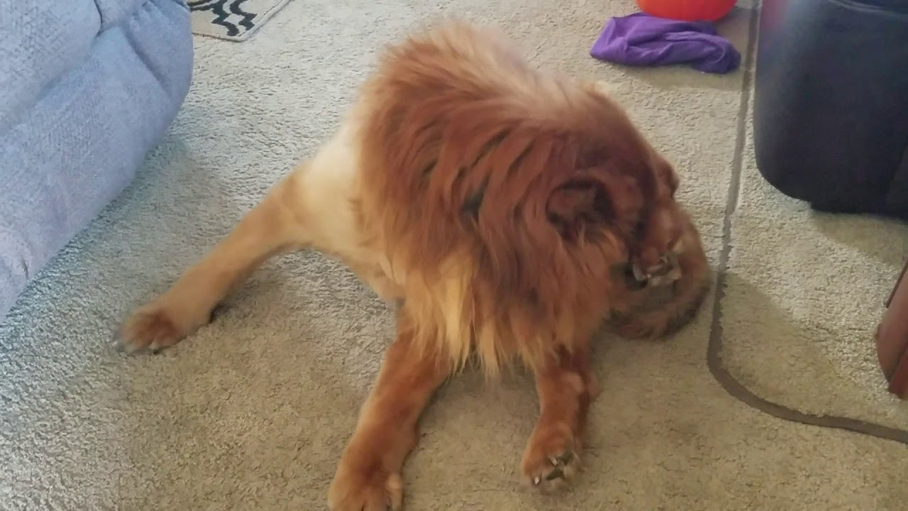This dog is a SENSITIVE Lion! - YouTube