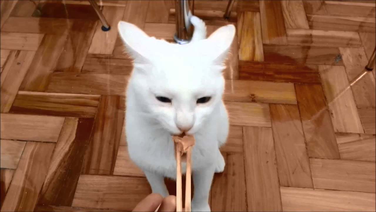 Borges, o gato, come sashimi [cat eating sashimi] - YouTube
