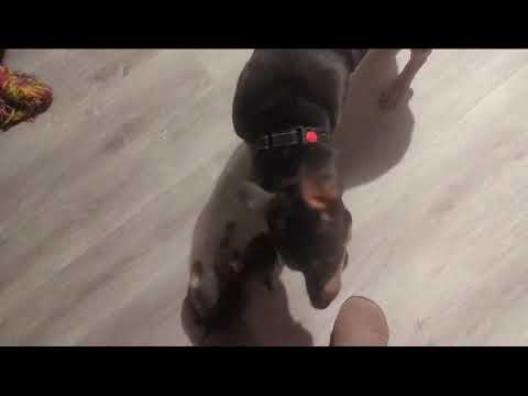 Pepper and Mia's 1st time playing together