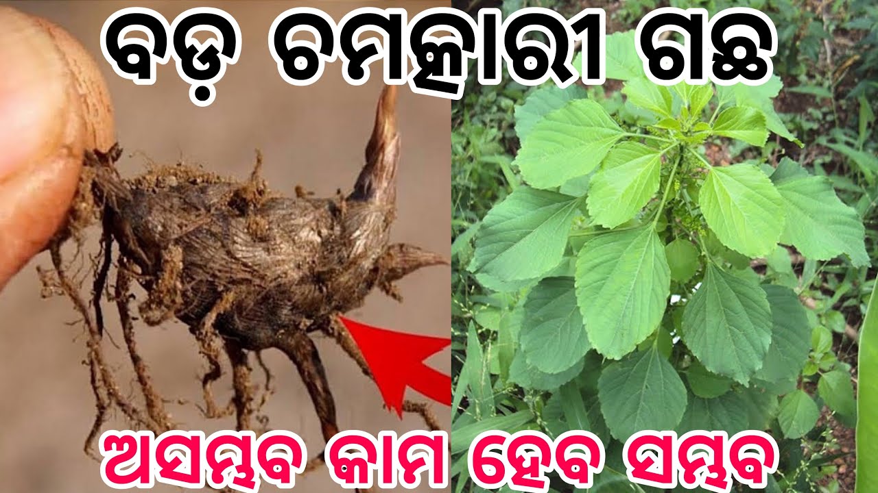 ବଡ଼ ଚମତ୍କାରୀ ଗଛ ଅସମ୍ଭବ କାମ ହେବ ସମ୍ଭବ | kakchandi swar kalpa tantra in ...