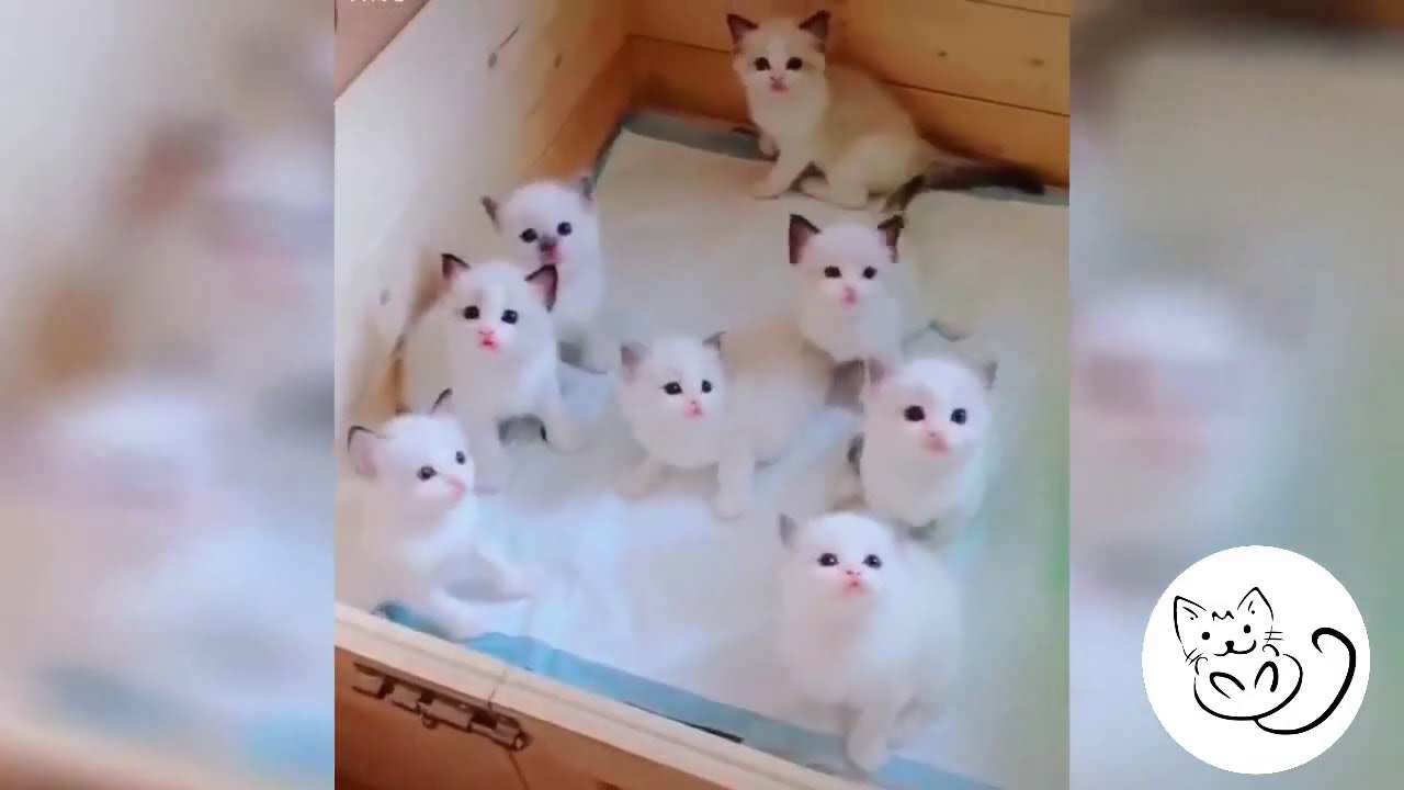 Les Chats du Net #06 - Vidéo de chats drôles et mignons - YouTube