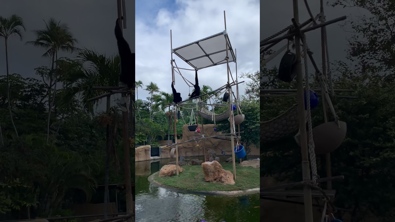 Honolulu Hawaii Oahu Monkey Zoo - YouTube