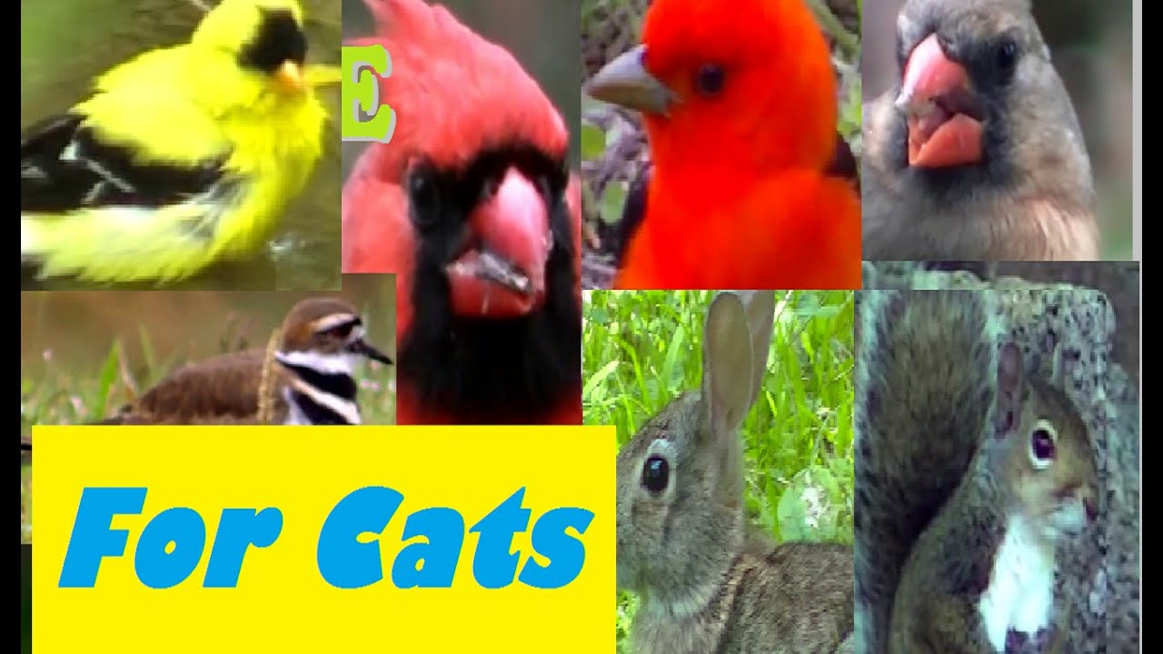 Cats Entertainment! Watch the First Ever Internet Cat Video - YouTube