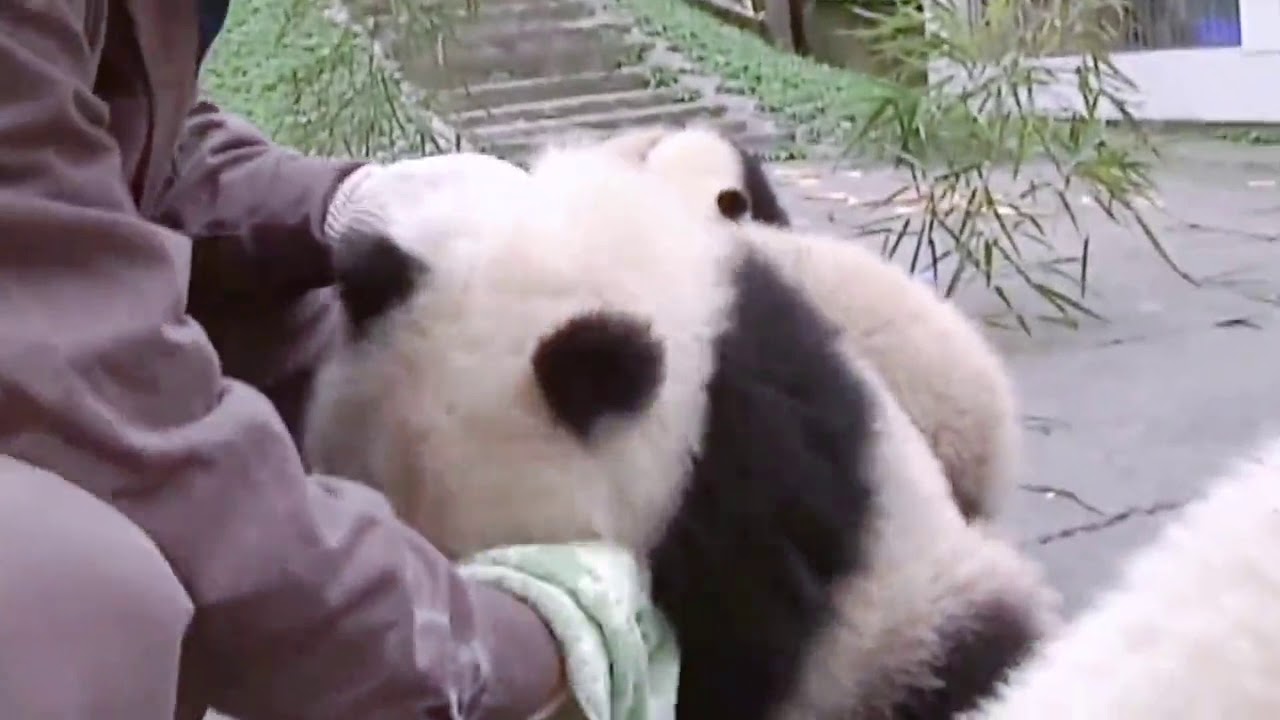 Little panda drinks milk - YouTube