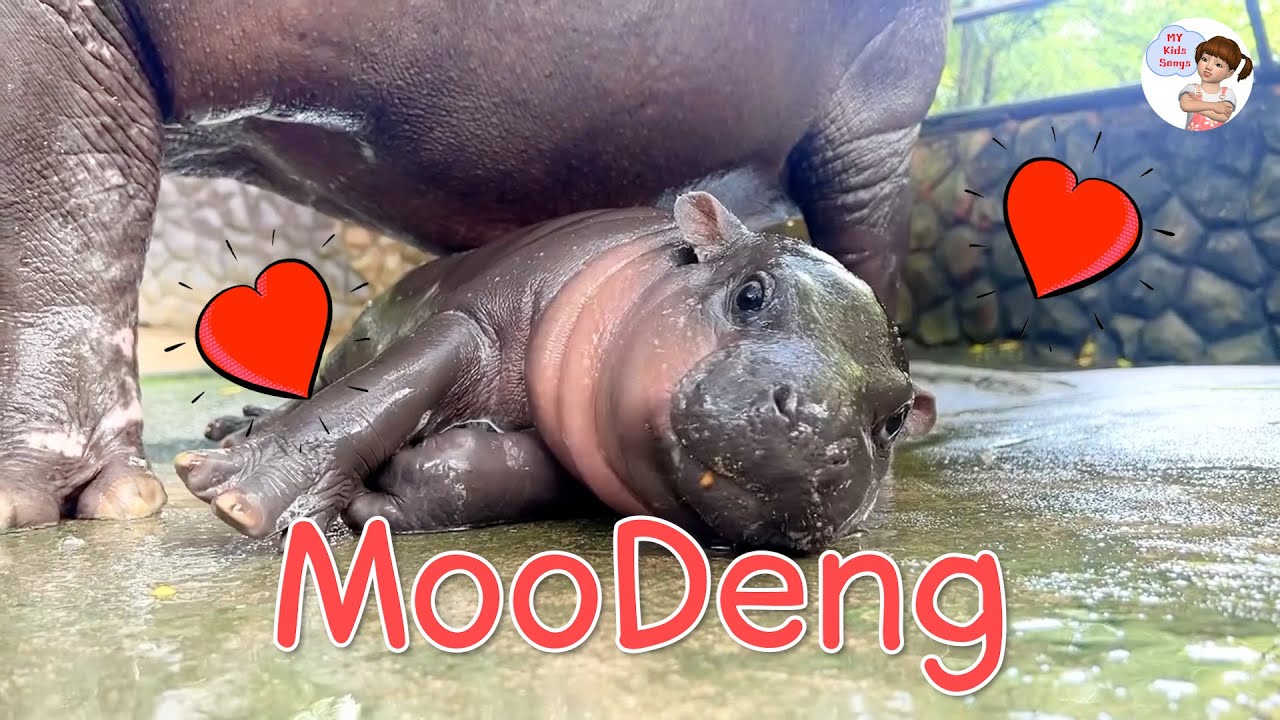 Moo deng deng deng, Baby Hippo | My Kids Songs ,หมูเด้ง - YouTube