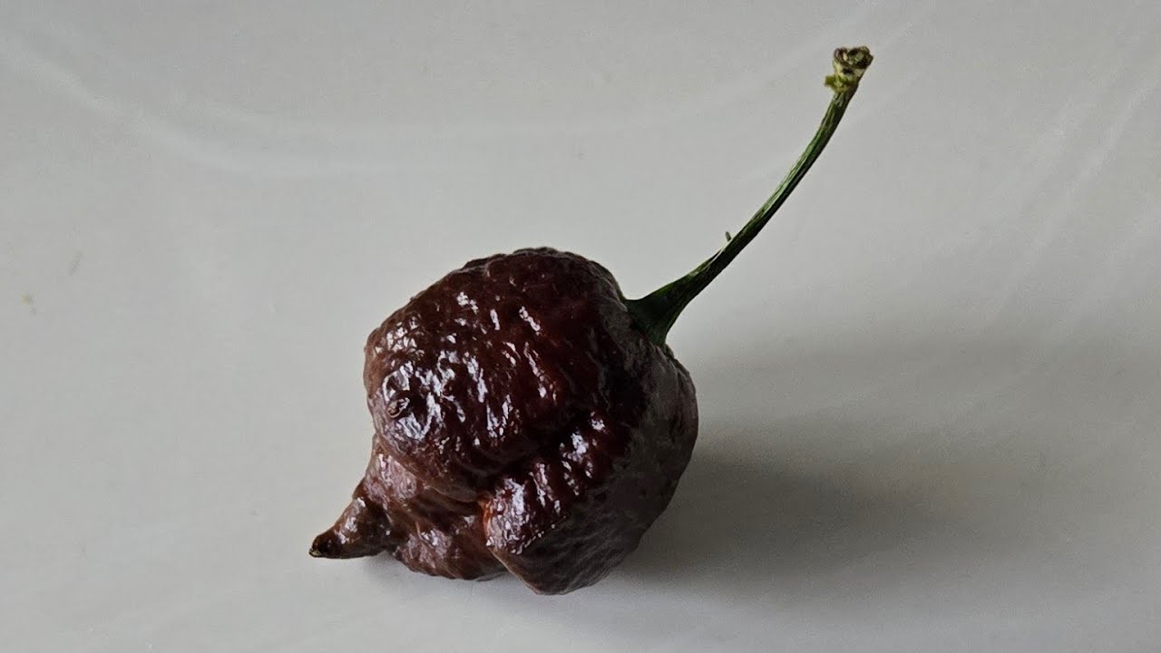 Amnesia... this may be my favorite chocolate variety... grown by Gregg ...