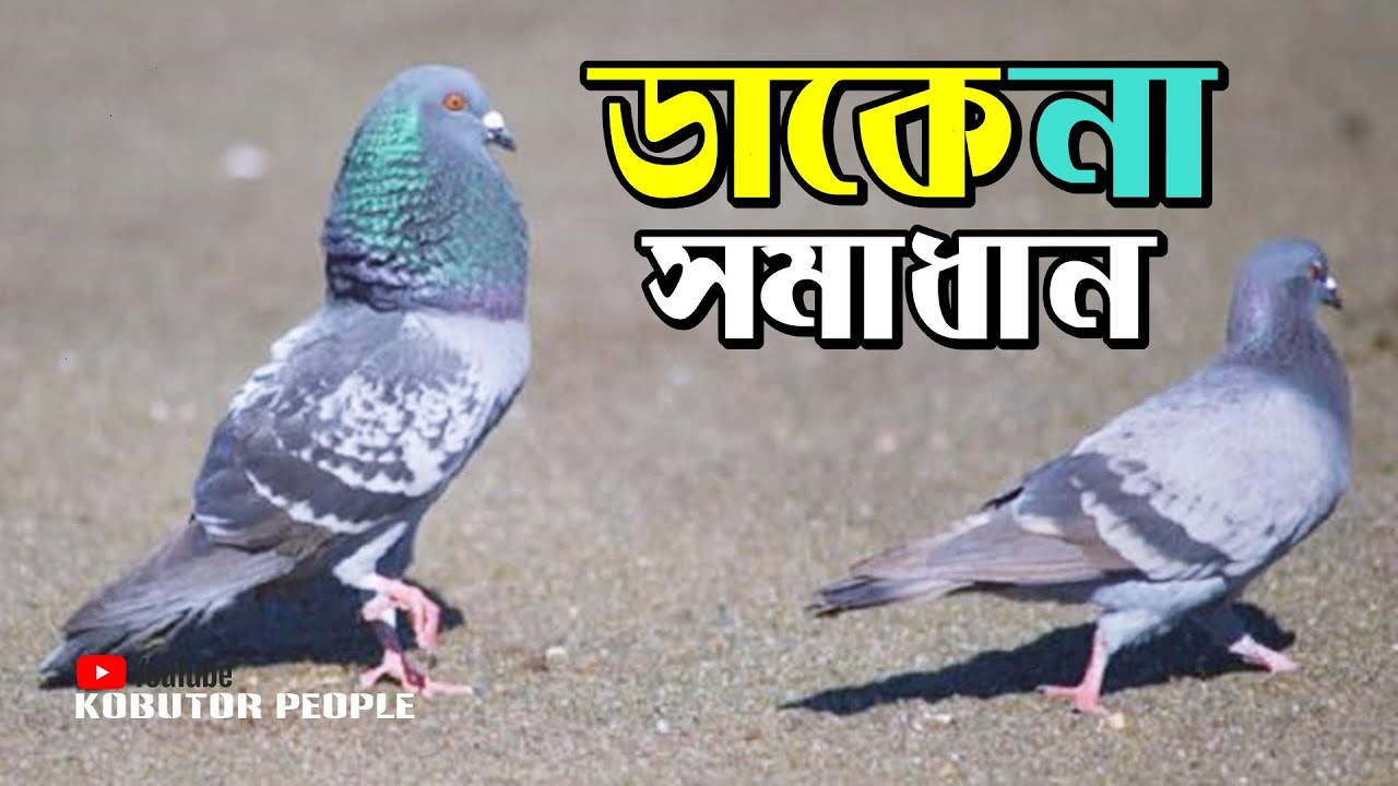 কবুতর ডাকে না বা আওয়াজ হয়না সমস্যার সমাধান | Rajon | Pigeon Bird ...