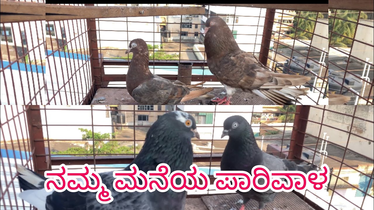 ನನ್ನ ಮನೆ ಪಾರಿವಾಳ ಜೋಡಿಗಳು| Parivala Pairs| Parivala Video| Pigeons video ...