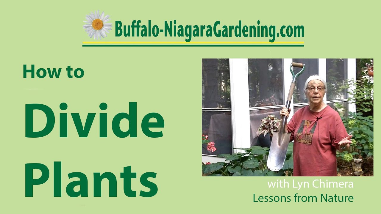How to divide plants - YouTube