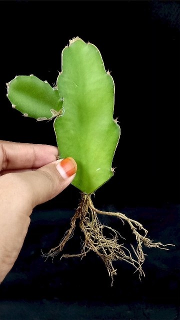 how to propagate dragon tree from cutting in aloe vera - YouTube