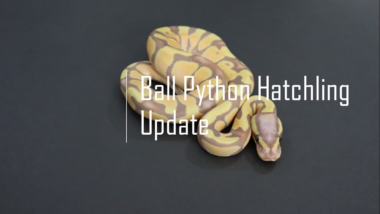 Ball Python Hatchling Update and Assist Feed - YouTube