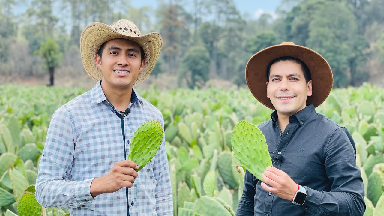 Cultivo de Nopales | 400 toneladas diarias | Por su calidad se exporta ...