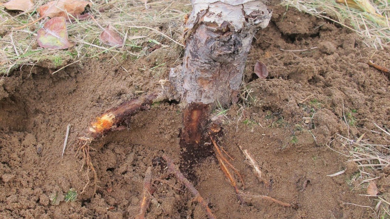 Root rot problem and management in apple orchards - YouTube
