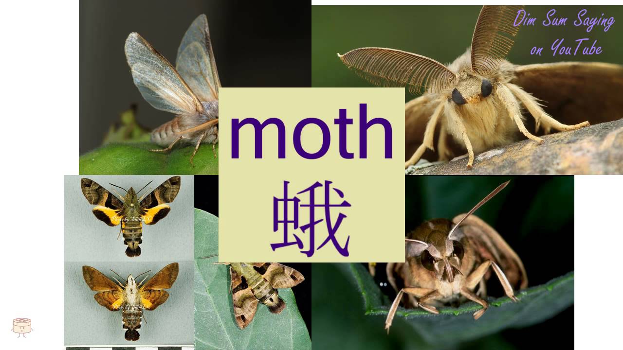 "MOTH" in Cantonese (蛾) - Flashcard - YouTube