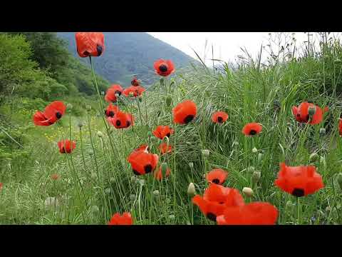 Oğuz rayonu Baş Daşağıl kəndi ,Göbür dərəsi