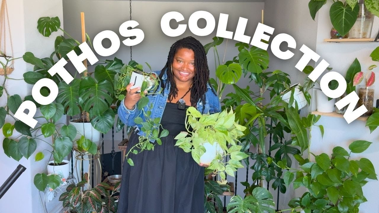 MY POTHOS COLLECTION over 10 different varietes / Pothos Collection ...