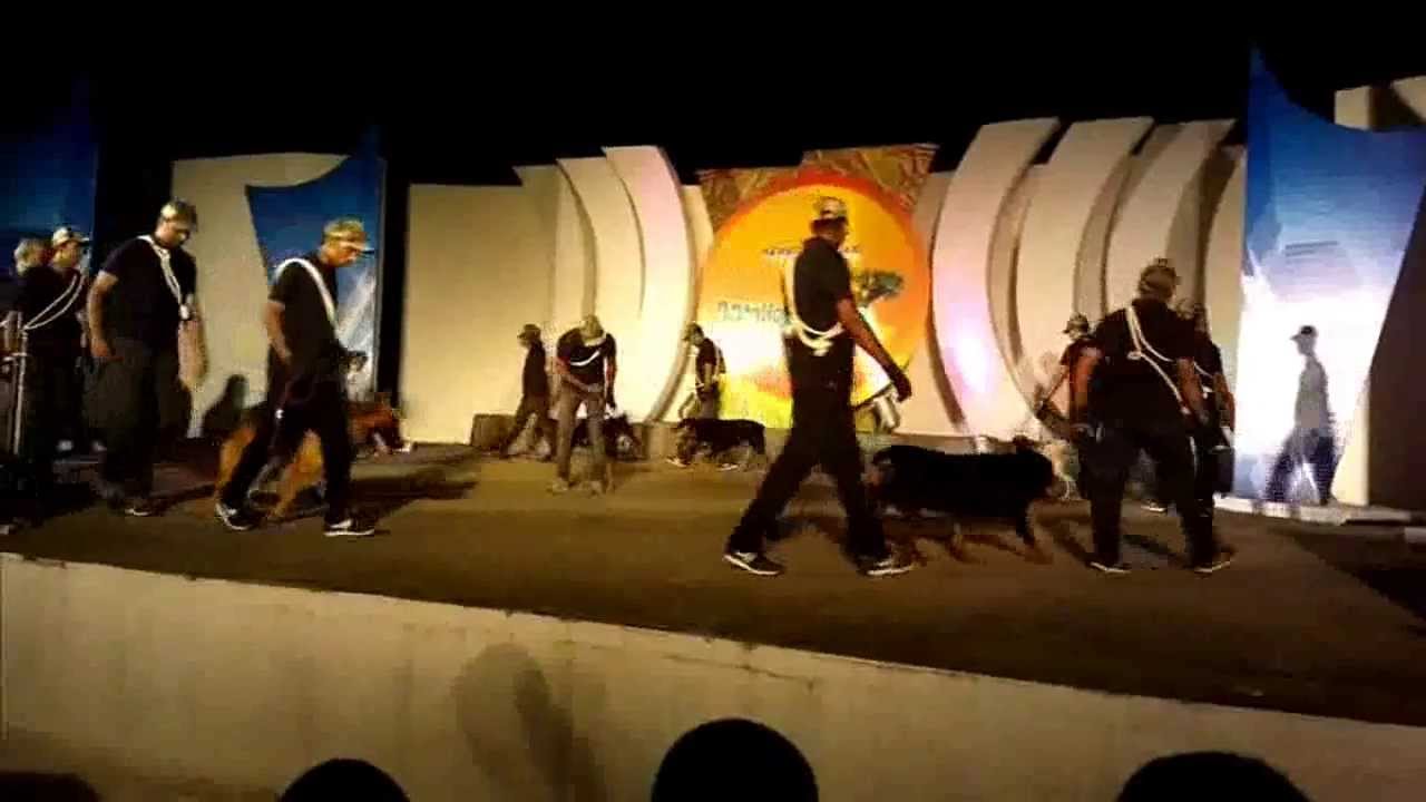 COMMANDO DOG TRAINING - YouTube