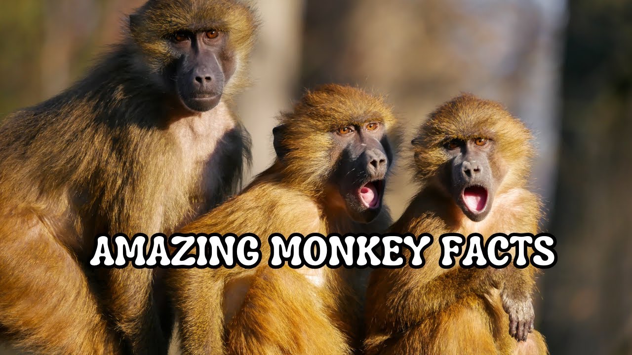 Jungle Adventures with Curious Monkeys”know more about monkeys.Lets walk into their world .# ...