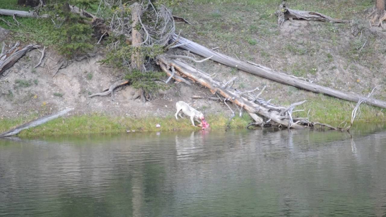 Yellowstone - Wolves Eating an Elk - YouTube