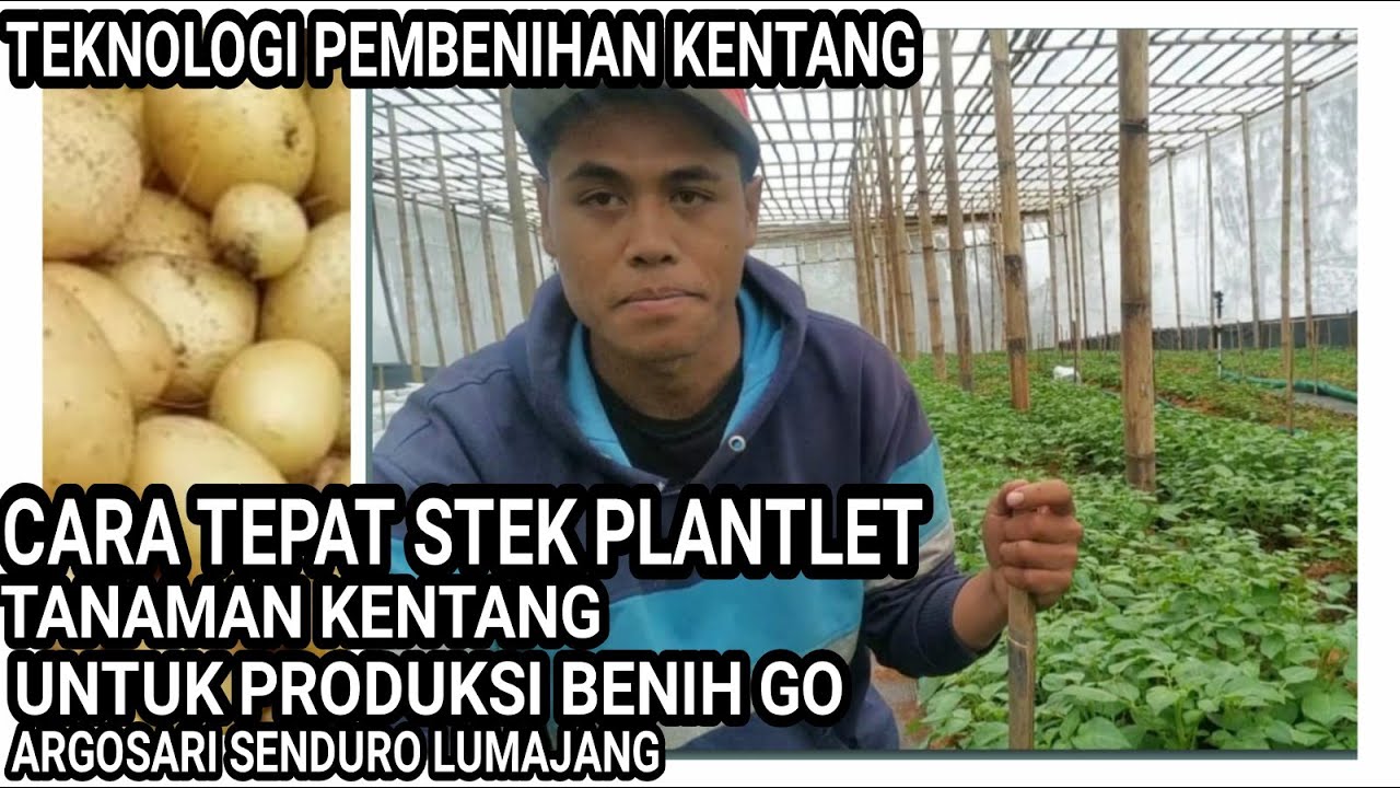 CARA TEPAT STEK PLANTLET TANAMAN KENTANG UNTUK PRODUK SI BENIH GO ...