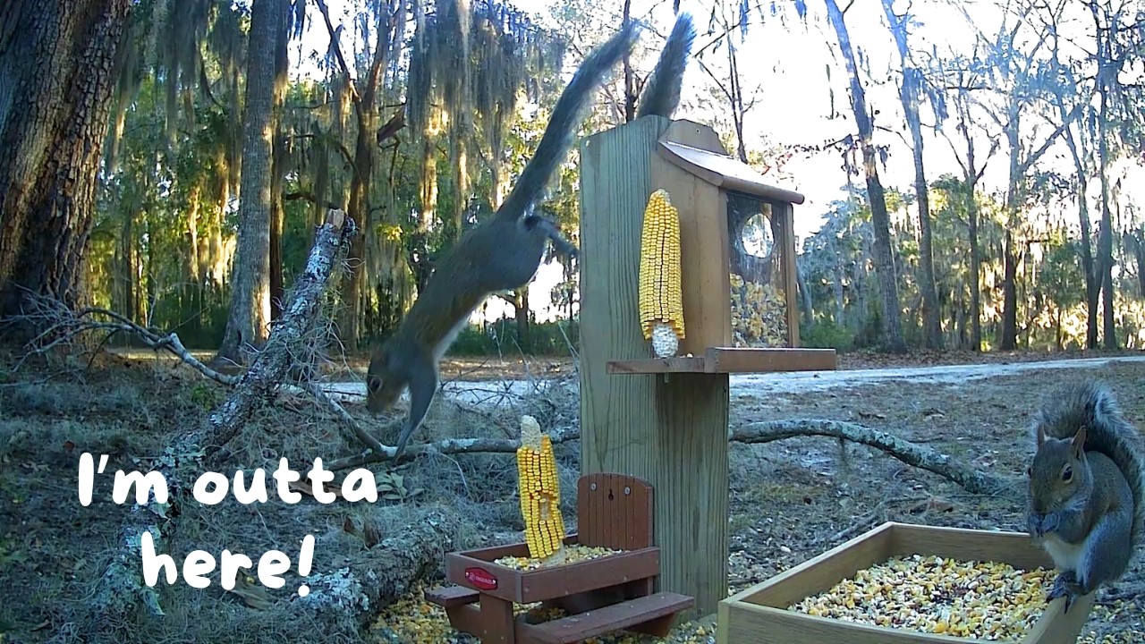 Squirrels Take Over the Table - YouTube