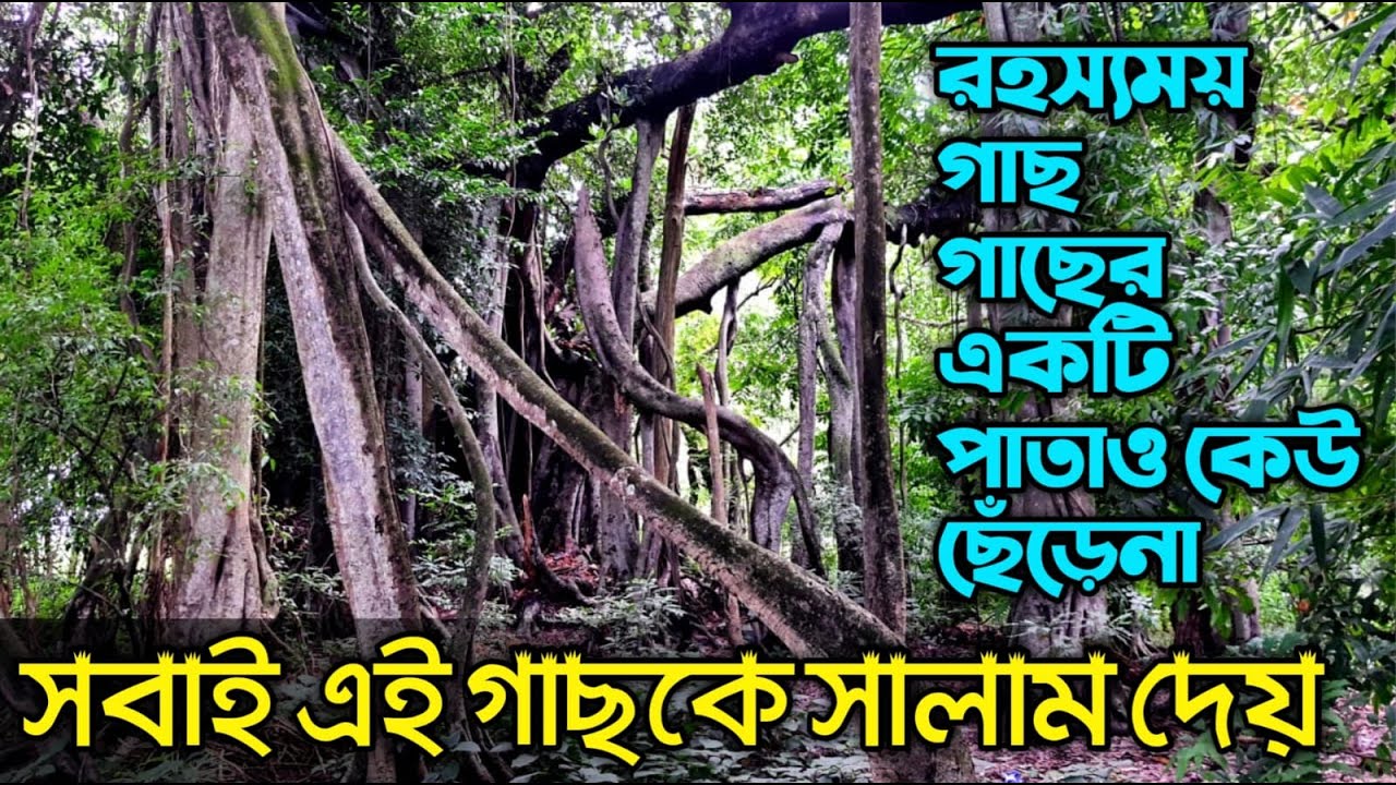 রহস্যময়ী বটগাছ || বট গাছকে কেন সালাম দিতে হয় || ডালকাটা নিষেধ কেন ...