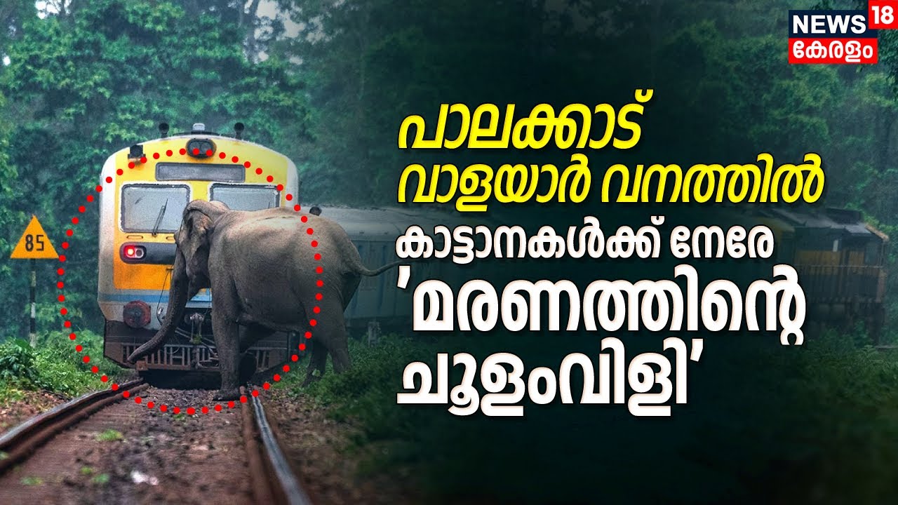 Palakkad Elephant | Walayar വനത്തിൽ ഇനി ഒരുപാട് കാട്ടാനകൾക്ക് ജീവ ...