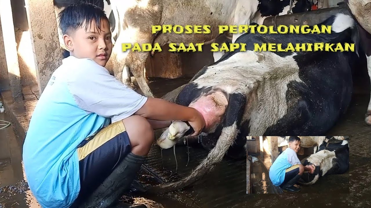 proses pertolongan sapi melahirkan/distokia , penanganan tali pusar ...
