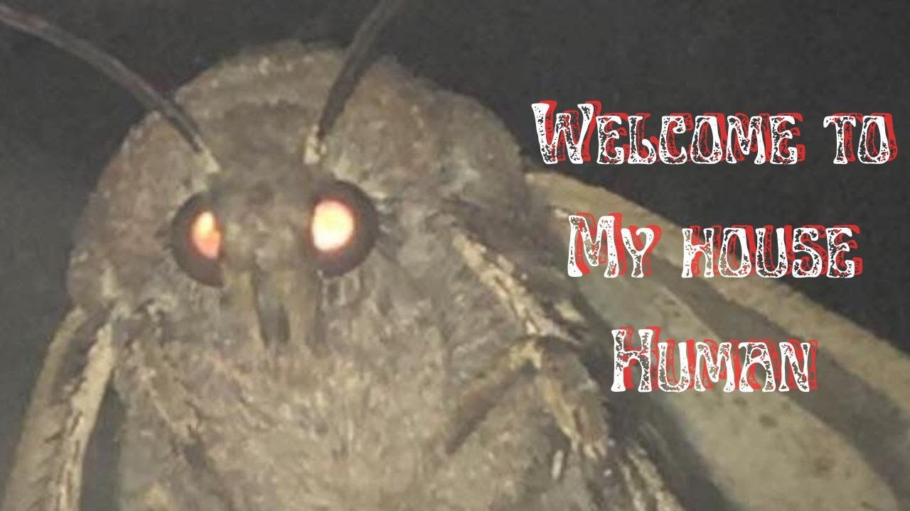 Moth House (Short Horror Game) - YouTube