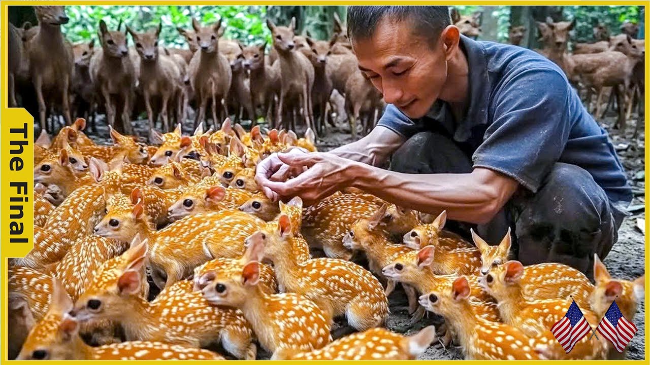 The Untold Truth Of China’s $25 Million Mouse Deer Farming Industry ...