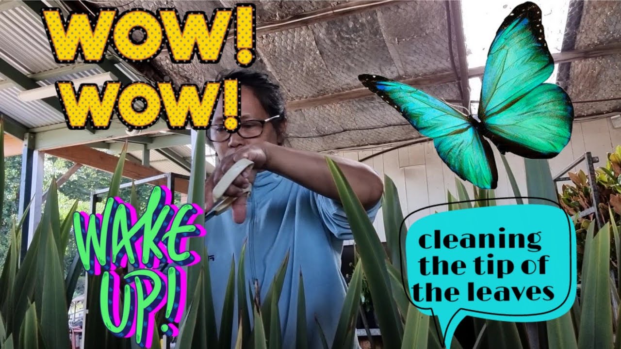 Cutting the tips of flax foliage - YouTube