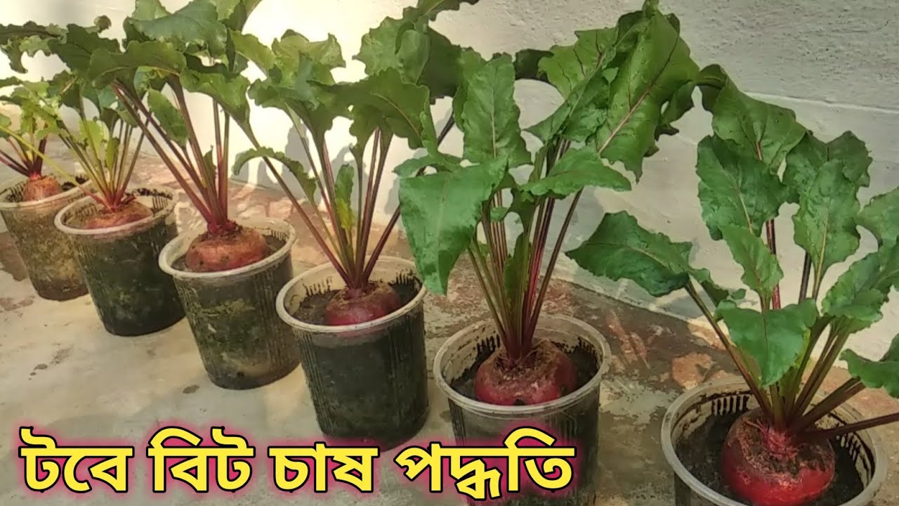 বিট চাষ। টবে বিট চাষ পদ্ধতি।beetrooot ! how to grow beetroot in pots ...