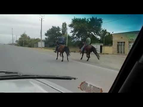 Yorğa atlar KÜRDƏMİR satılır 0503759552