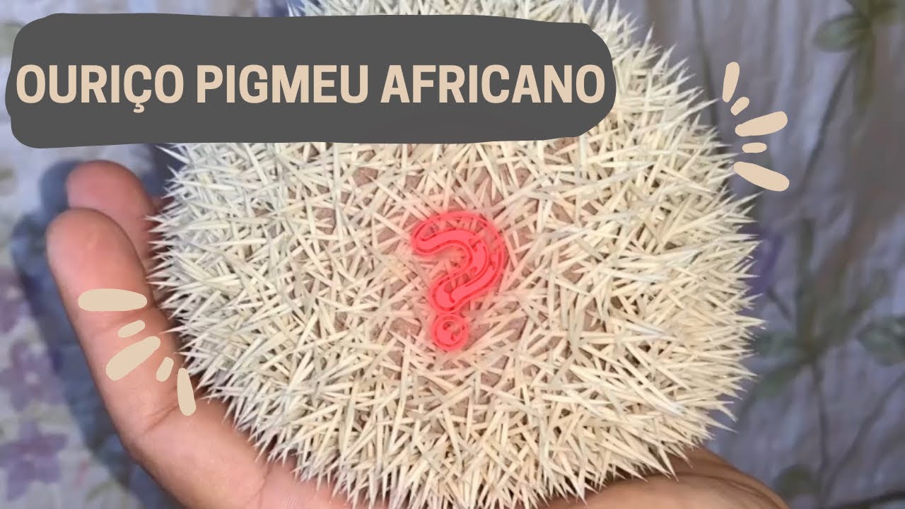 Saiba tudo sobre o Ouriço Pigmeu Africano Terrestre - YouTube