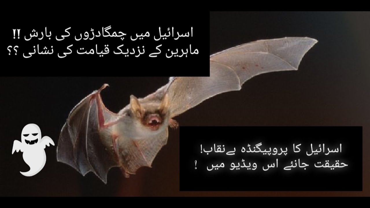 Bats are falling in ISRAEL - YouTube