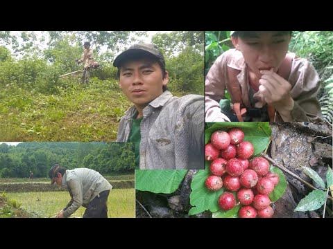 mus ua teb ntoo yas os lawv 2015 - YouTube