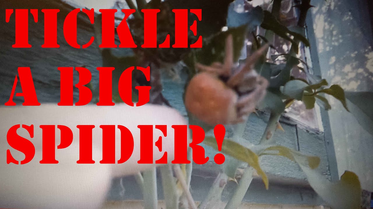 Tickle tickle big spider - YouTube