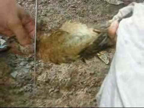 Easy as ABC series : How to slaughter Quail (poultry) - YouTube