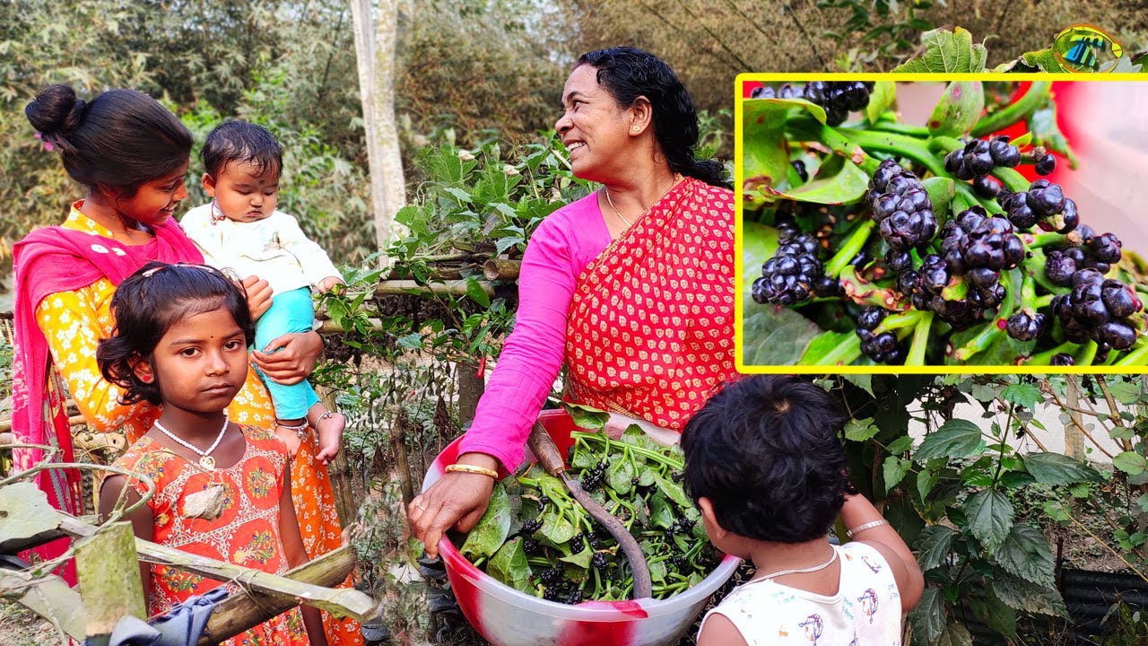 ফার্ম ফ্রেশ এই পুই মিচুরির রেসিপি দিয়ে এক থালা গরম গরম ভাত খাওয়া হয়ে ...